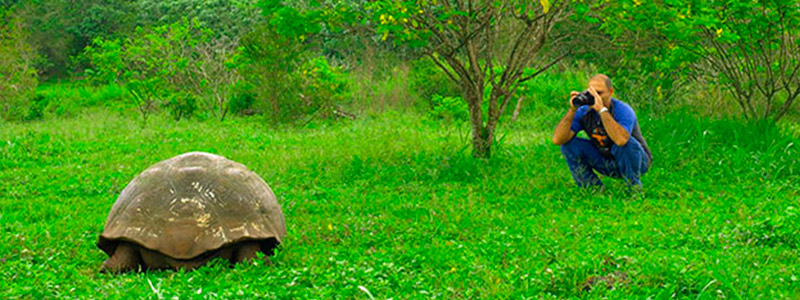 Top 3 land creatures in Galapagos | Unique wildlife
