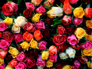 Rose plantations tour | Latin Trails | Galapagos Cruises and Tours