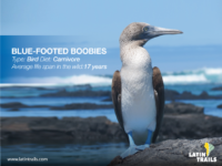 Endangered Species in the Galapagos Islands | Latin Trails