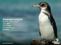 Endangered Species in the Galapagos Islands | Latin Trails