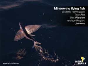 Endangered Species in the Galapagos Islands | Latin Trails