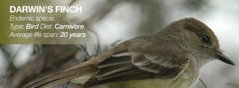 Darwin finch, an icon of Galapagos | Latin Trails