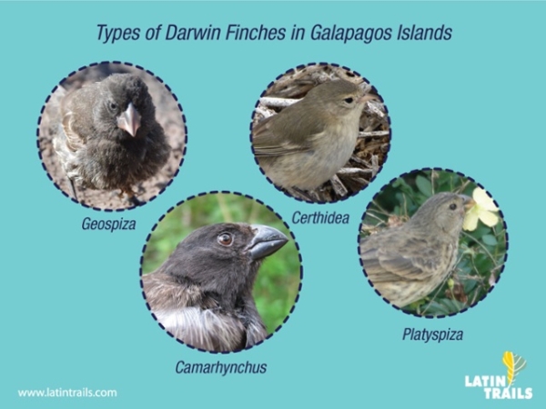 Darwin finch, an icon of Galapagos